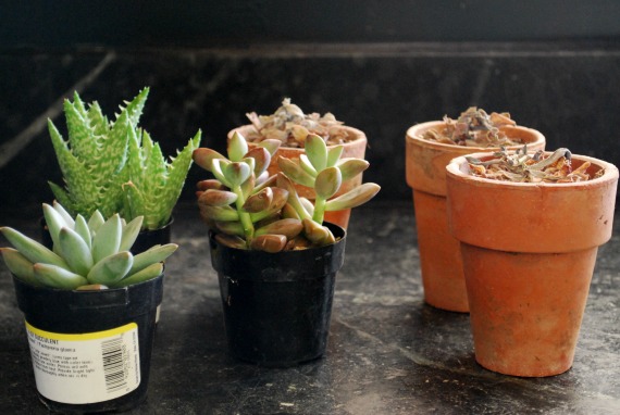 That Collective of Dead Plants